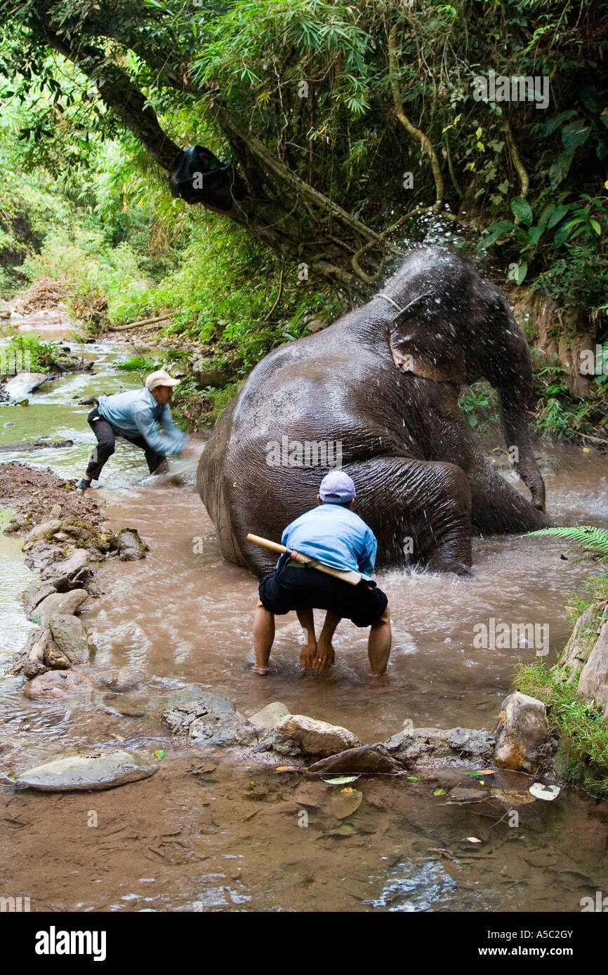 Bathing a Working Elephant before work Hongsa Laos Stock Photo - Alamy