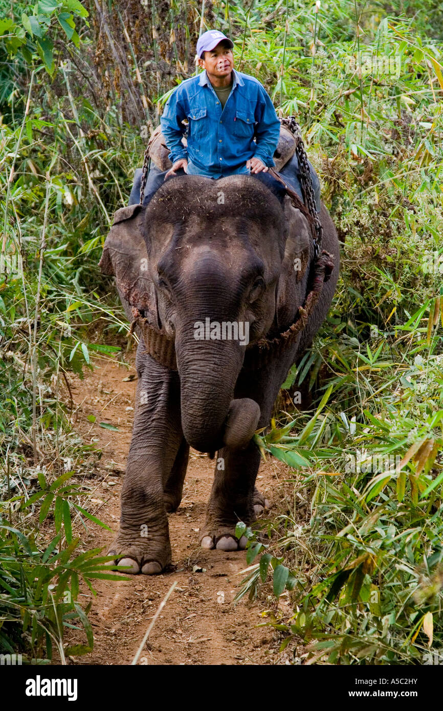 Man on elephant pulling log hi-res stock photography and images - Alamy