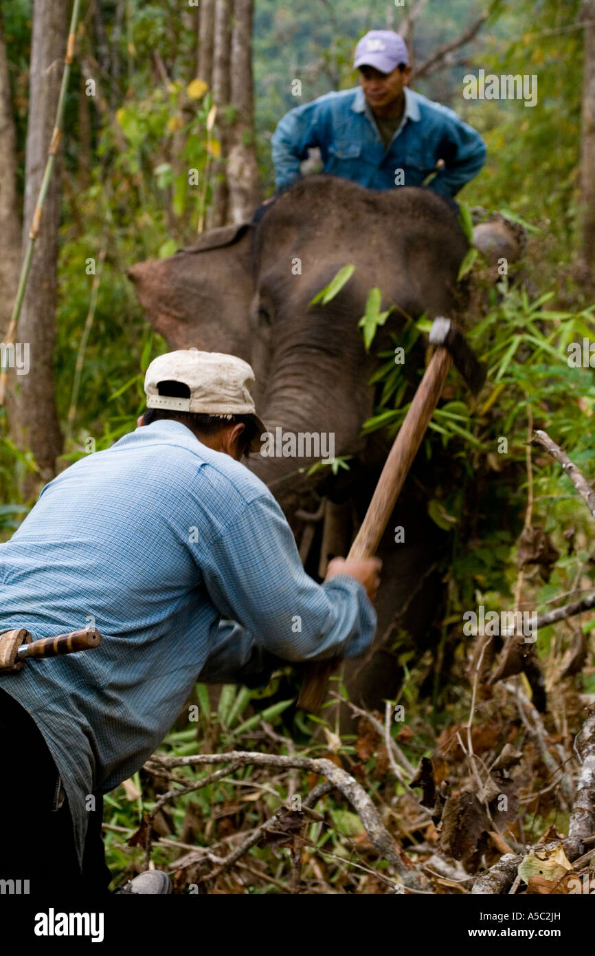 Man chopping elephant hauling laos hi-res stock photography and images ...