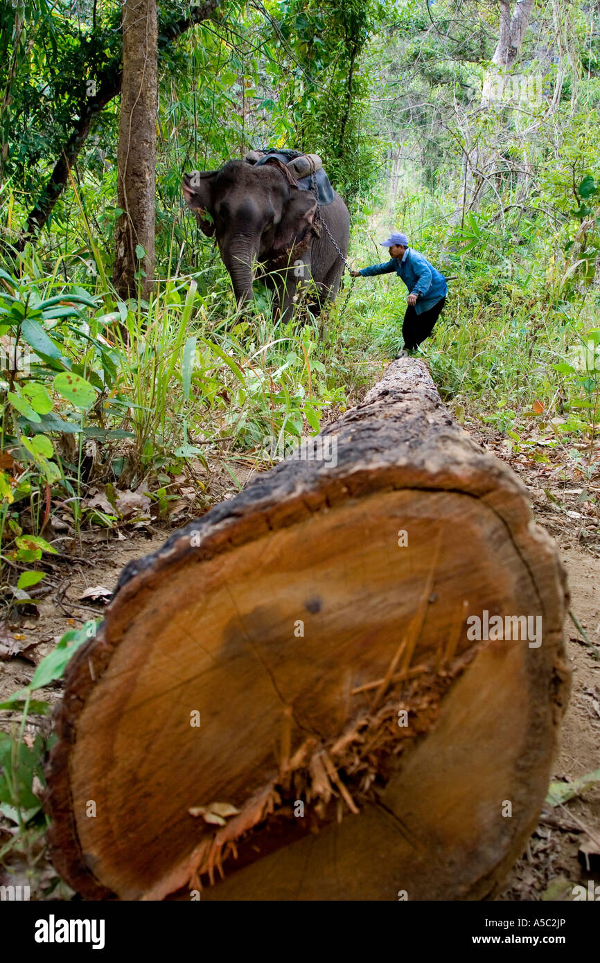 Working Elephant Hauling Logs Hongsa Laos Stock Photo - Alamy