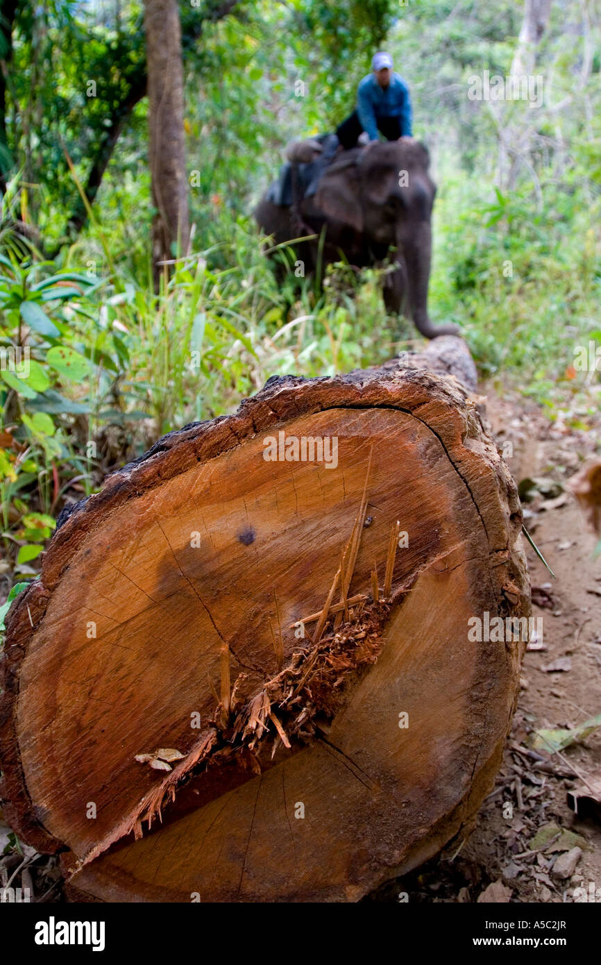 Man on elephant pulling log hi-res stock photography and images - Alamy