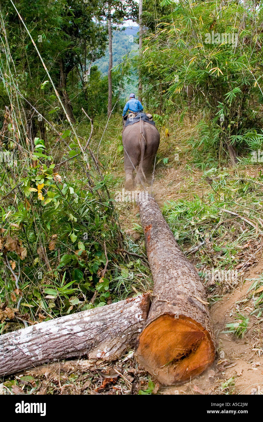 Elephant logging hi-res stock photography and images - Alamy