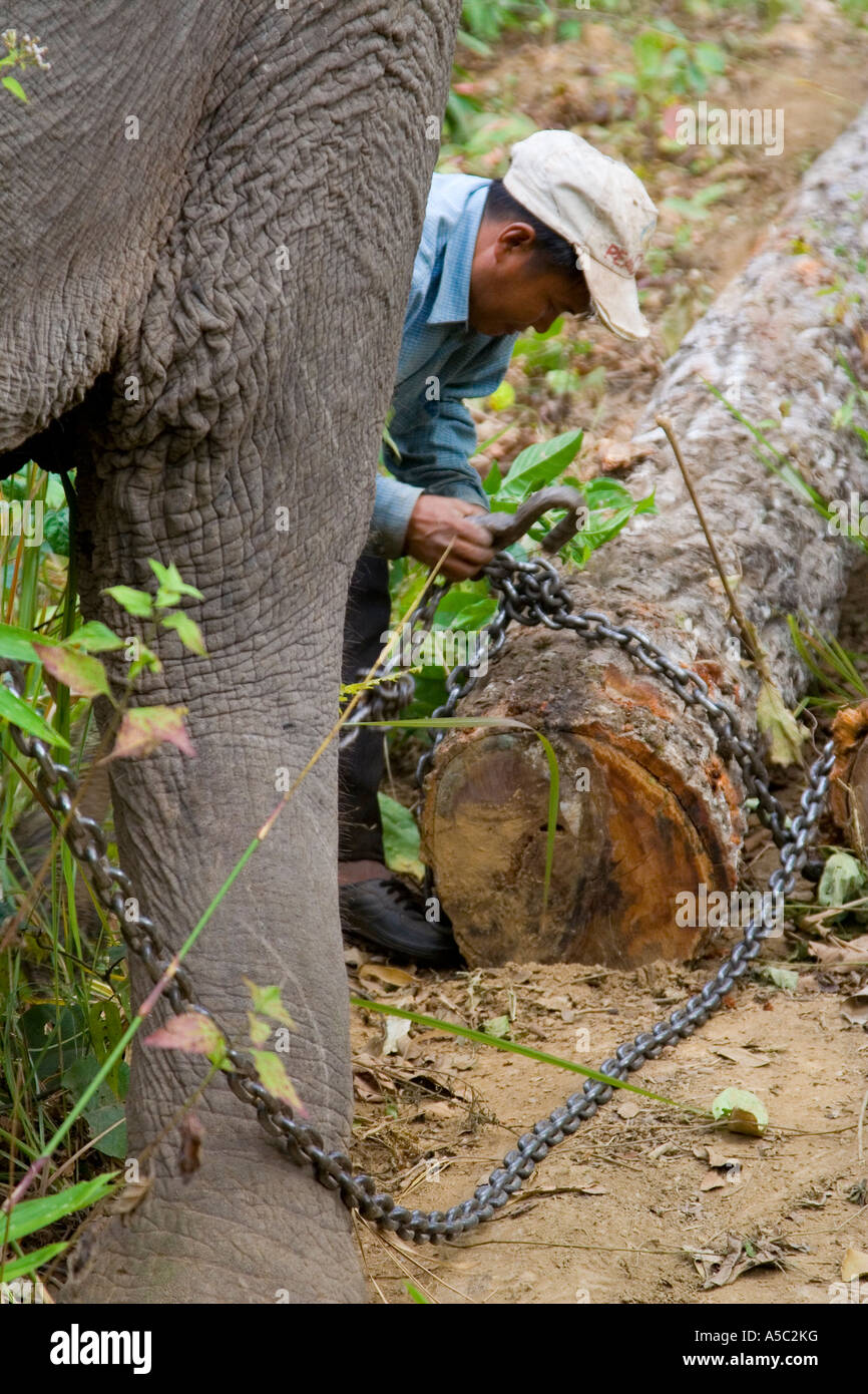Handler Attaching Chains to Log and Working Elephant Hongsa Laos Stock ...