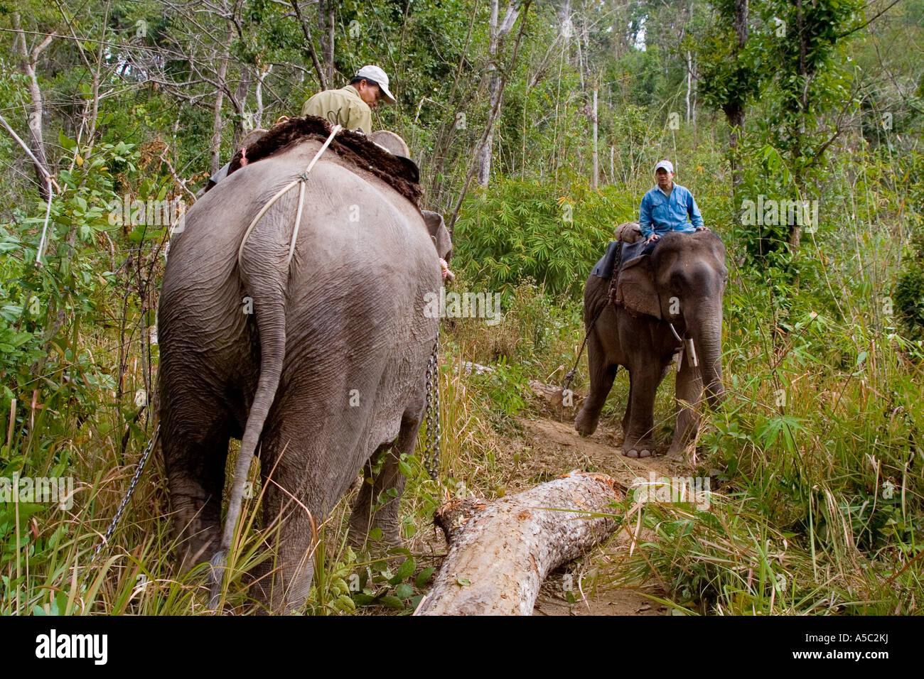 Working Elephant Hauling Logs Hongsa Laos Stock Photo - Alamy