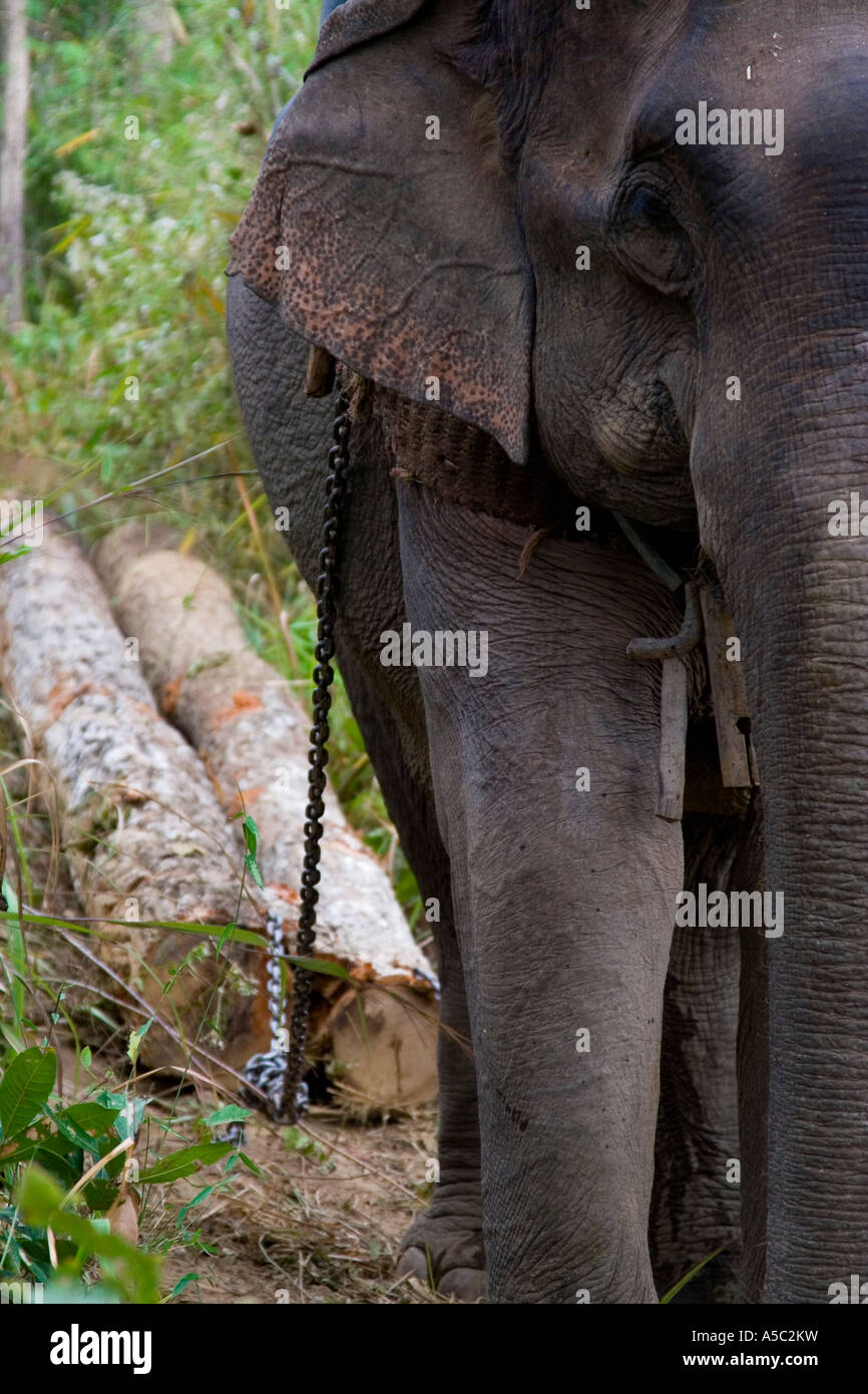 Working Elephant Hauling Logs Hongsa Laos Stock Photo - Alamy