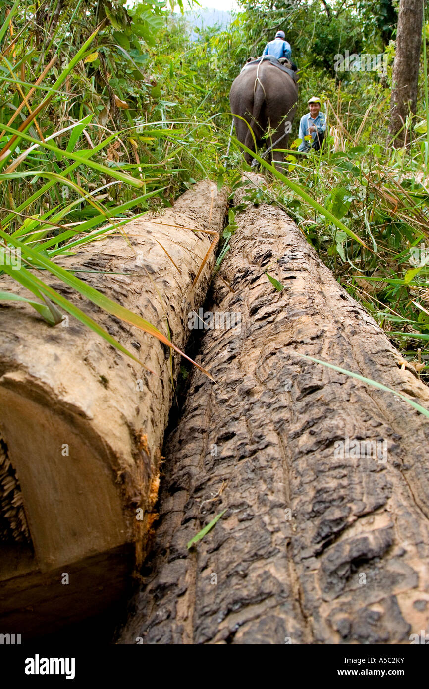 Working Elephant Hauling Logs Hongsa Laos Stock Photo - Alamy
