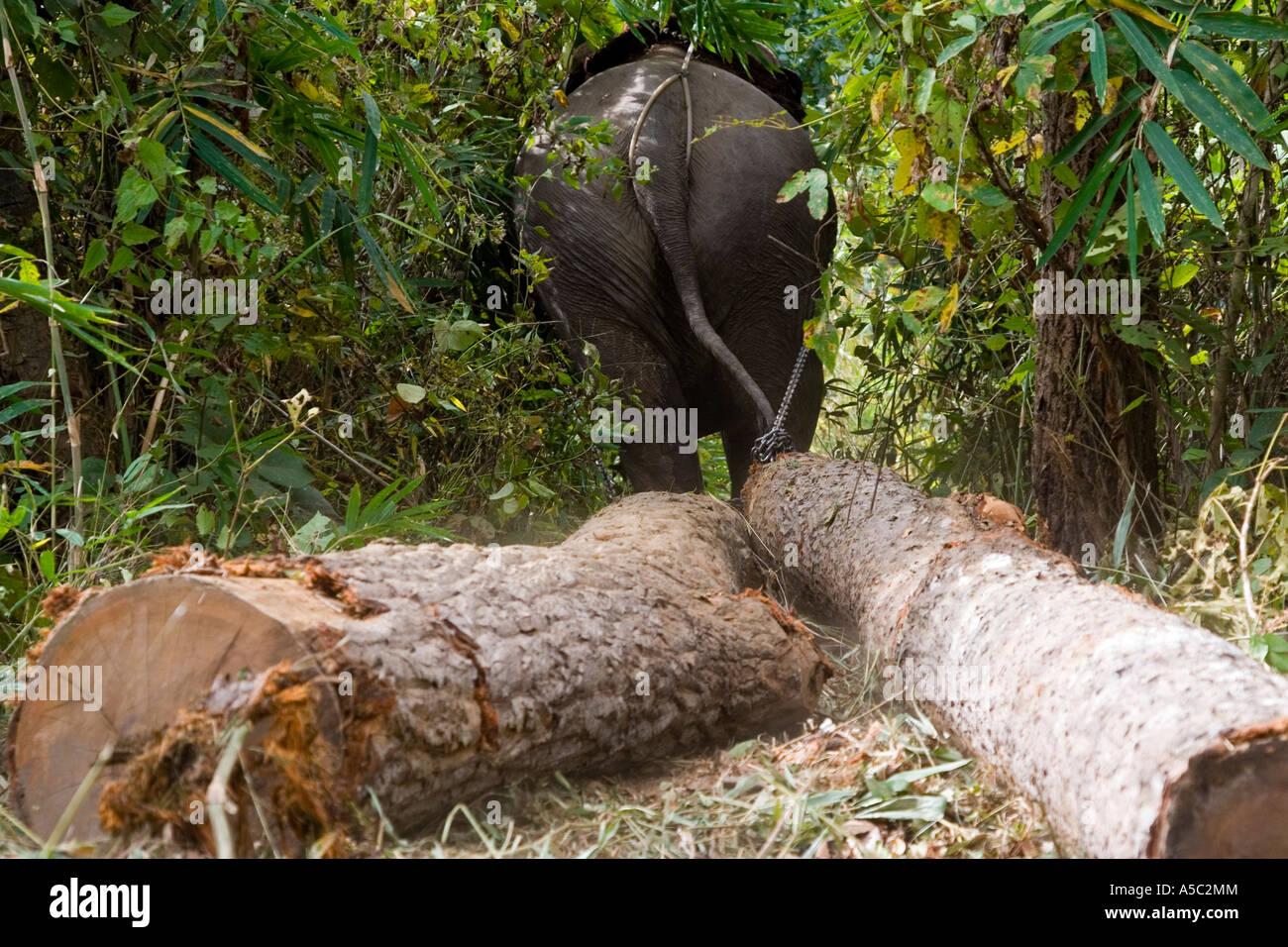 Working Elephant Hauling Logs Hongsa Laos Stock Photo - Alamy