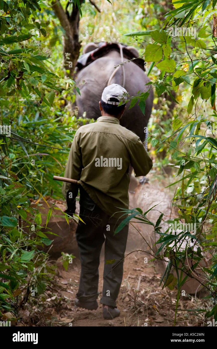 Elephant pulling log hi-res stock photography and images - Alamy