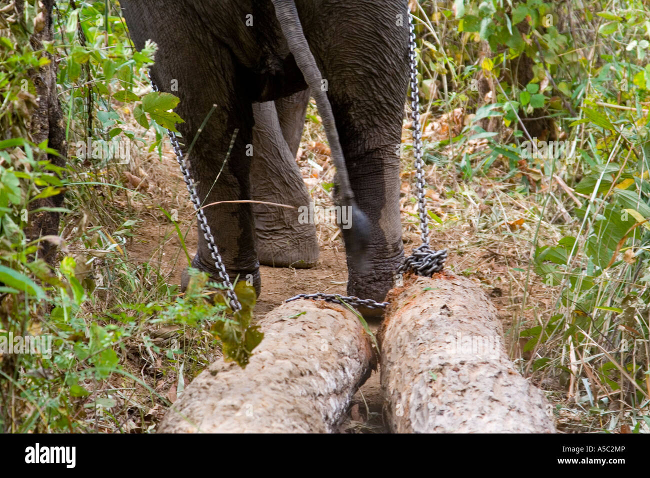 Elephant pulling log hi-res stock photography and images - Alamy
