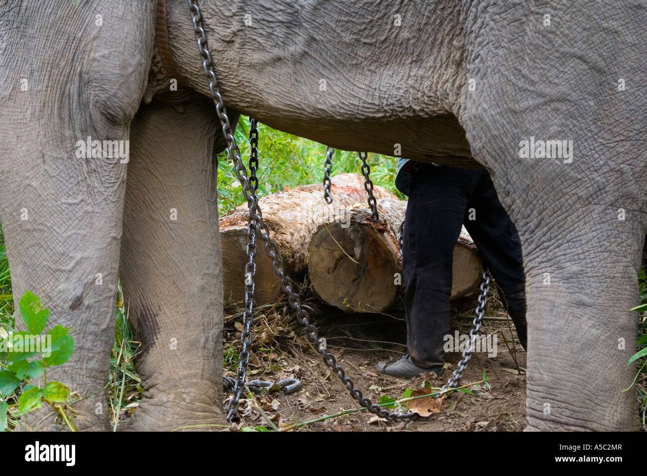 Elephant pulling log hi-res stock photography and images - Alamy