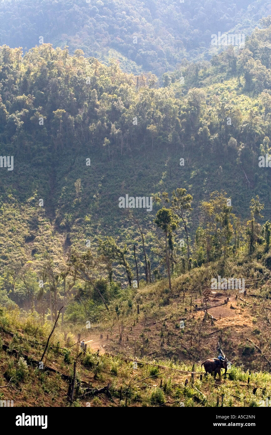Using an elephant for labor hi-res stock photography and images - Alamy