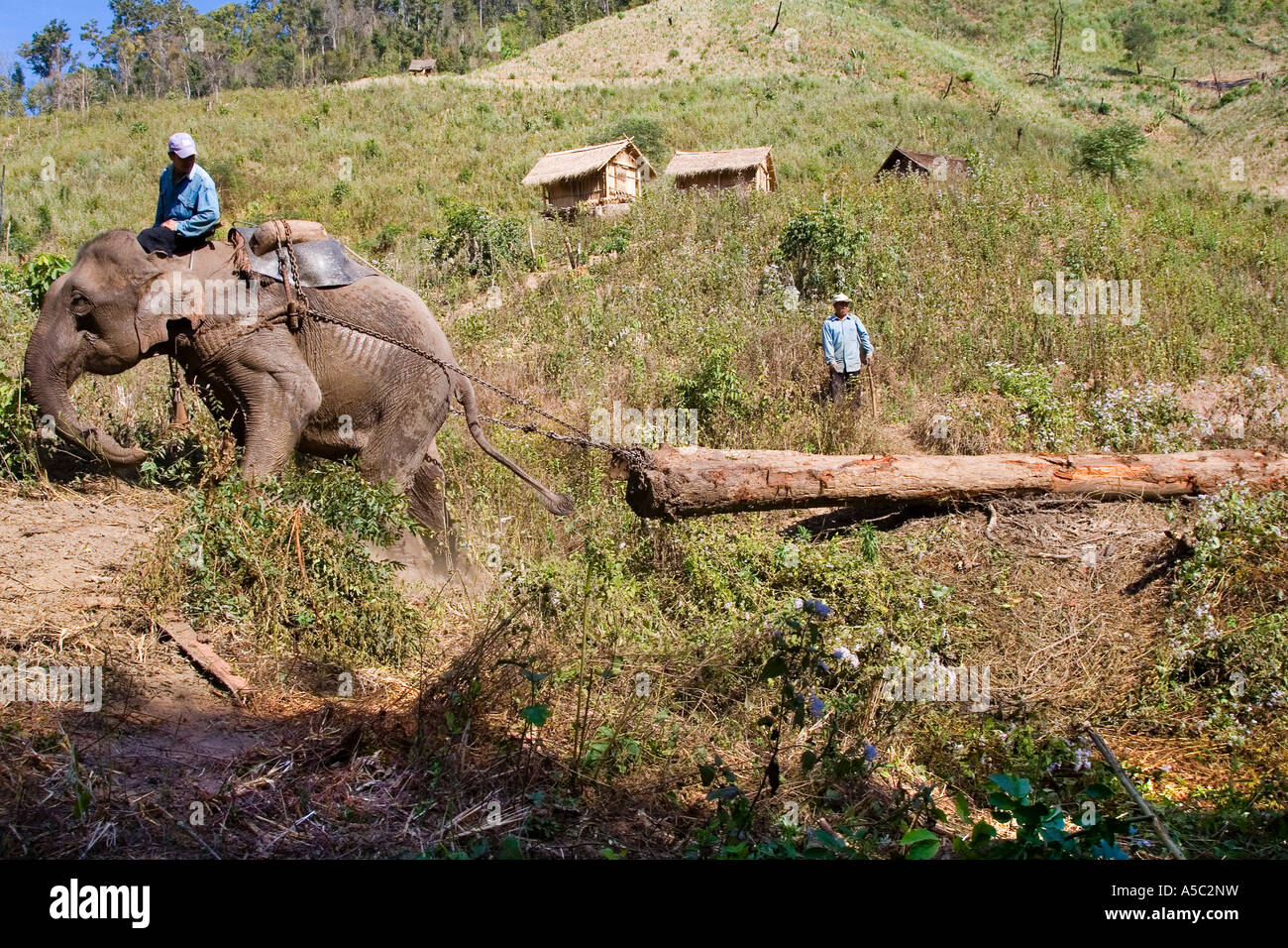 Man on elephant pulling log hi-res stock photography and images - Alamy