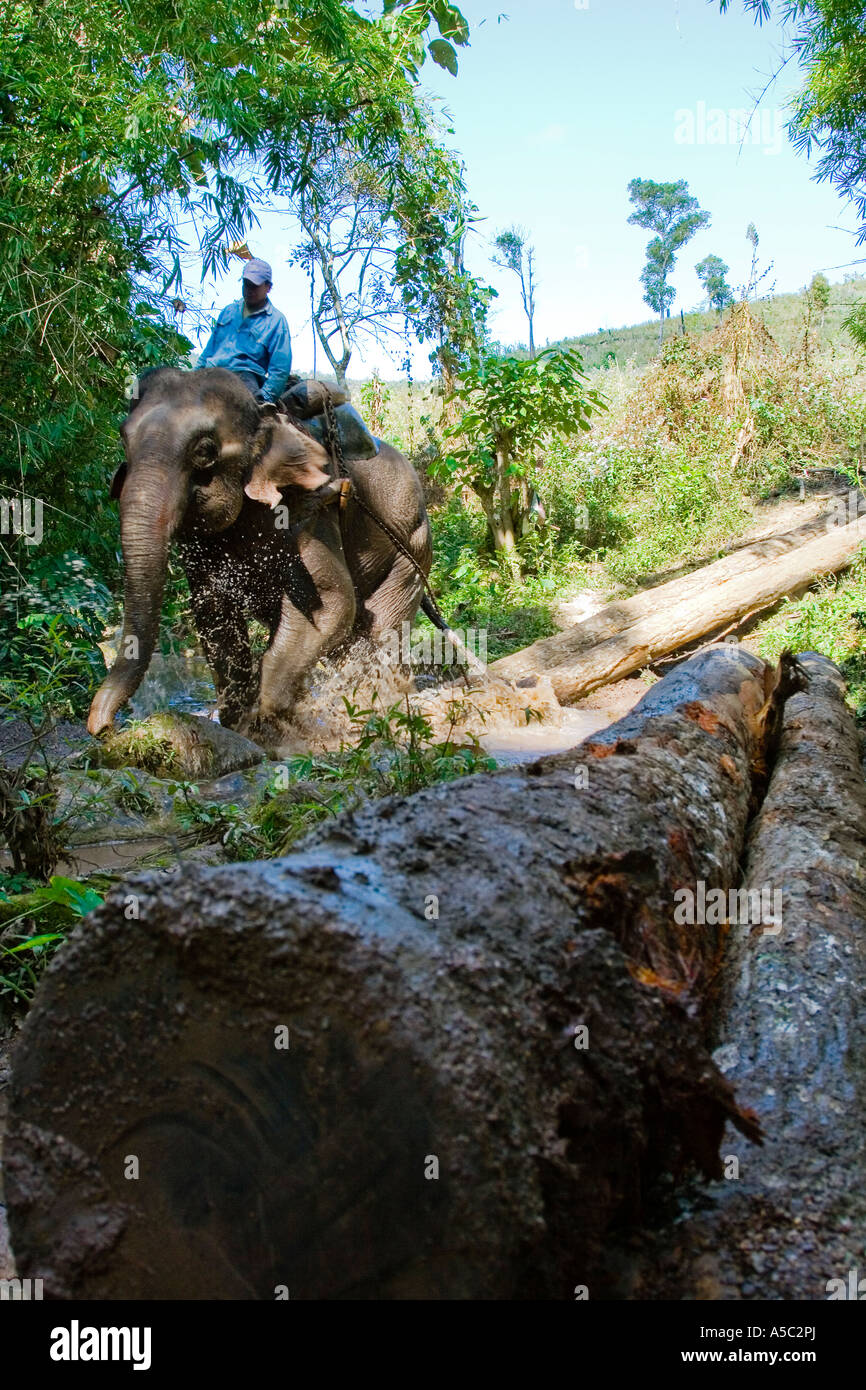 Hauling logs hi-res stock photography and images - Alamy