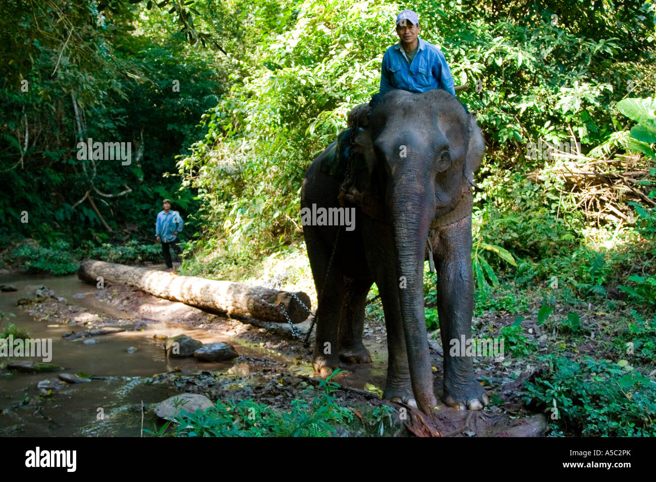 Man on elephant pulling log hi-res stock photography and images - Alamy