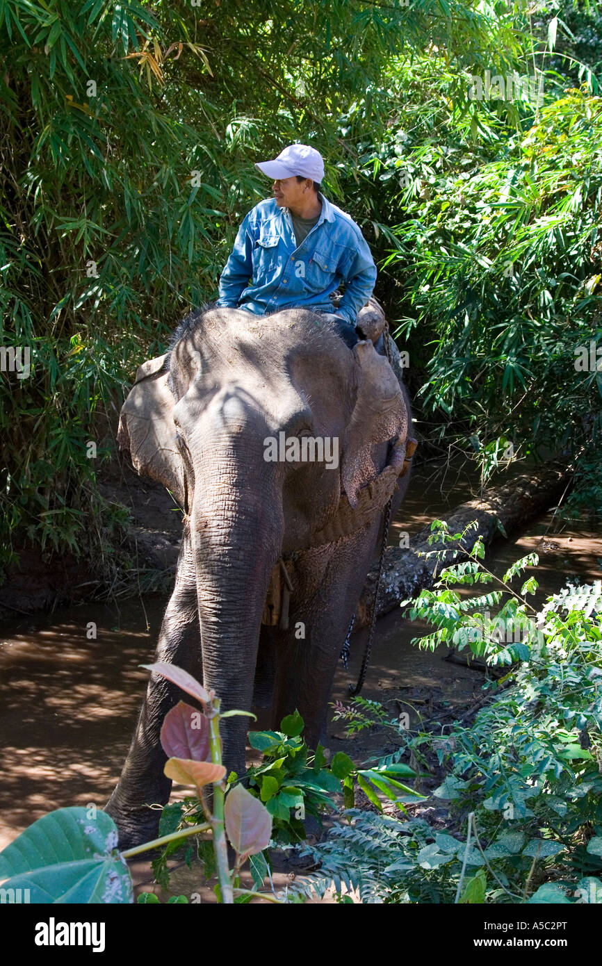 Using an elephant for labor hi-res stock photography and images - Alamy