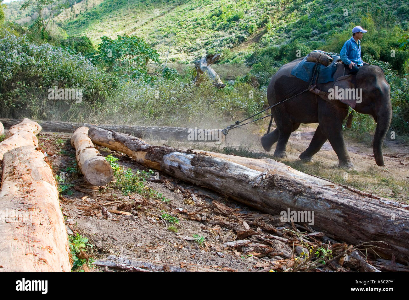 Man on elephant pulling log hi-res stock photography and images - Alamy