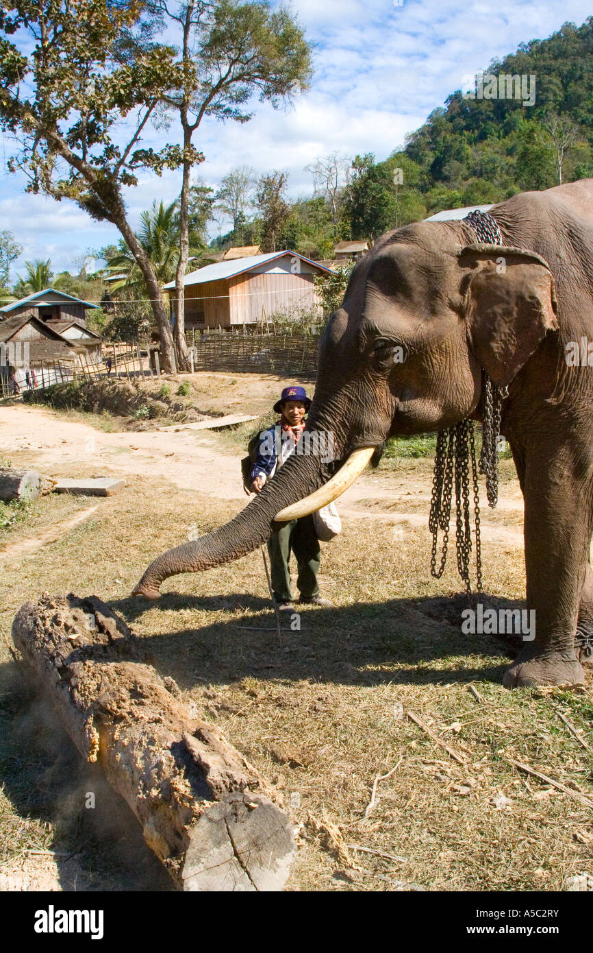 Elephant pushing tree hi-res stock photography and images - Alamy