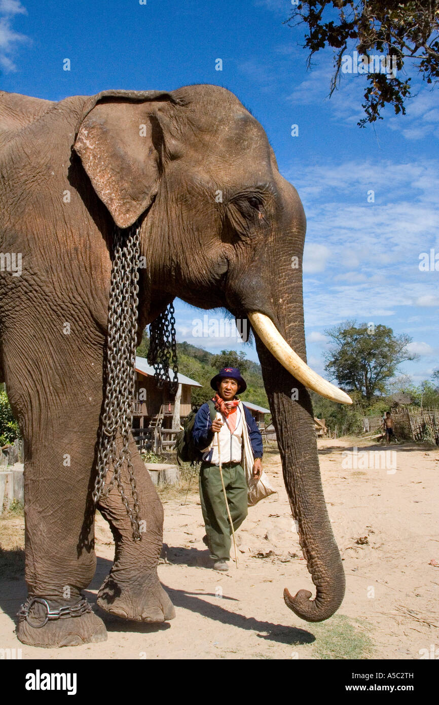 Working Elephant with Handler Hongsa Laos Stock Photo - Alamy