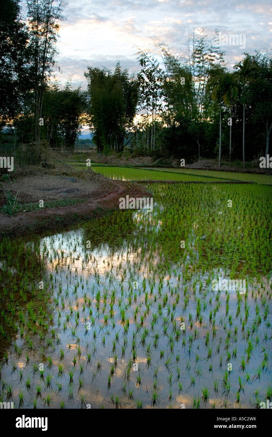Laotian rice fields hi-res stock photography and images - Alamy