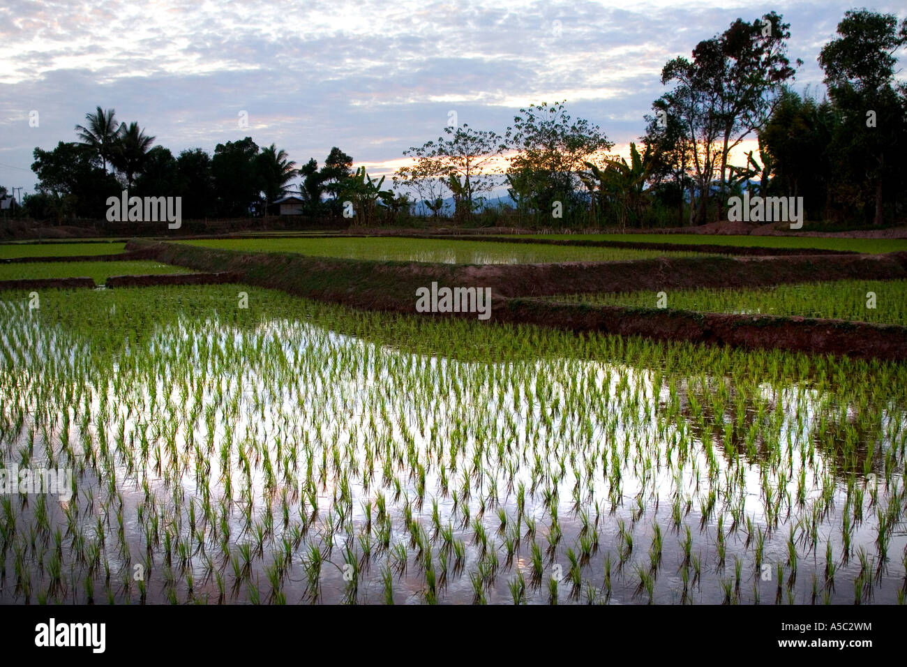 Laotian rice fields hi-res stock photography and images - Alamy