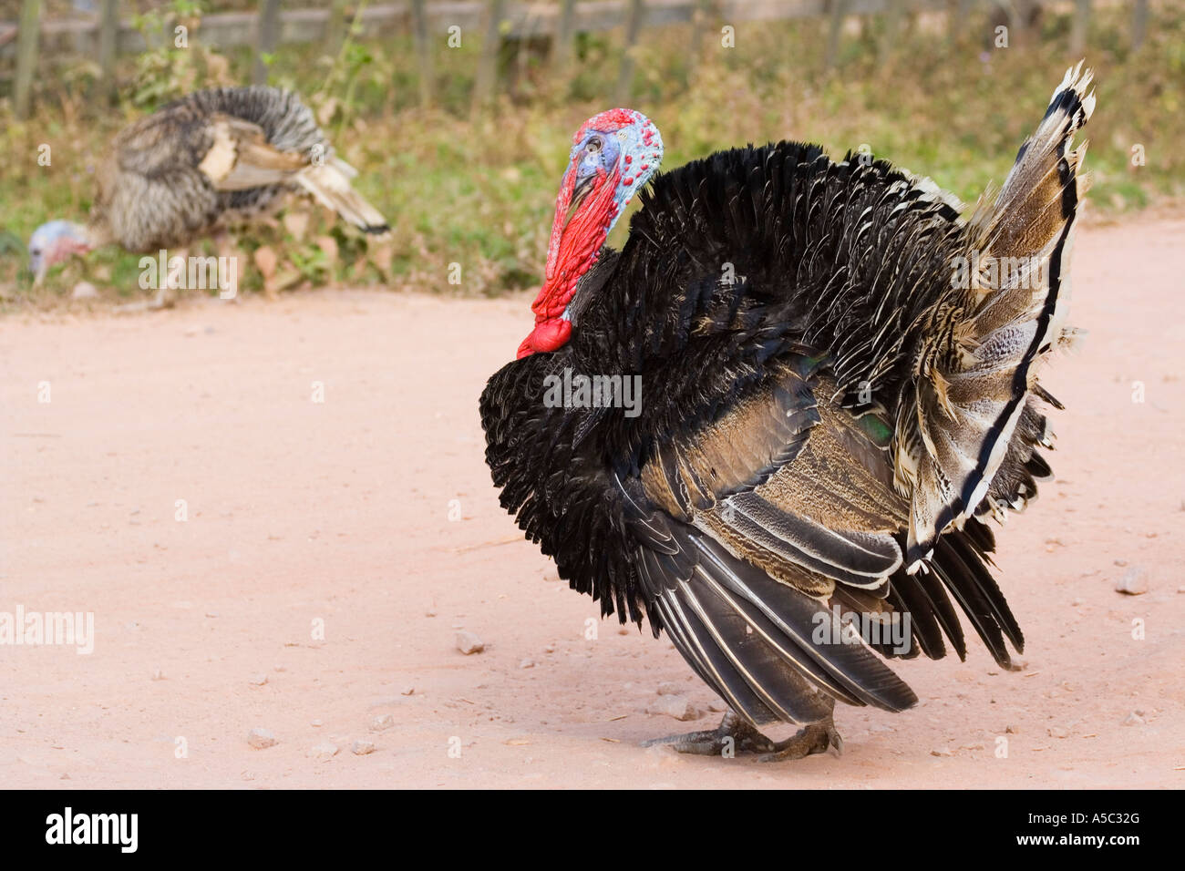 Adult male spread his tail hi-res stock photography and images - Alamy