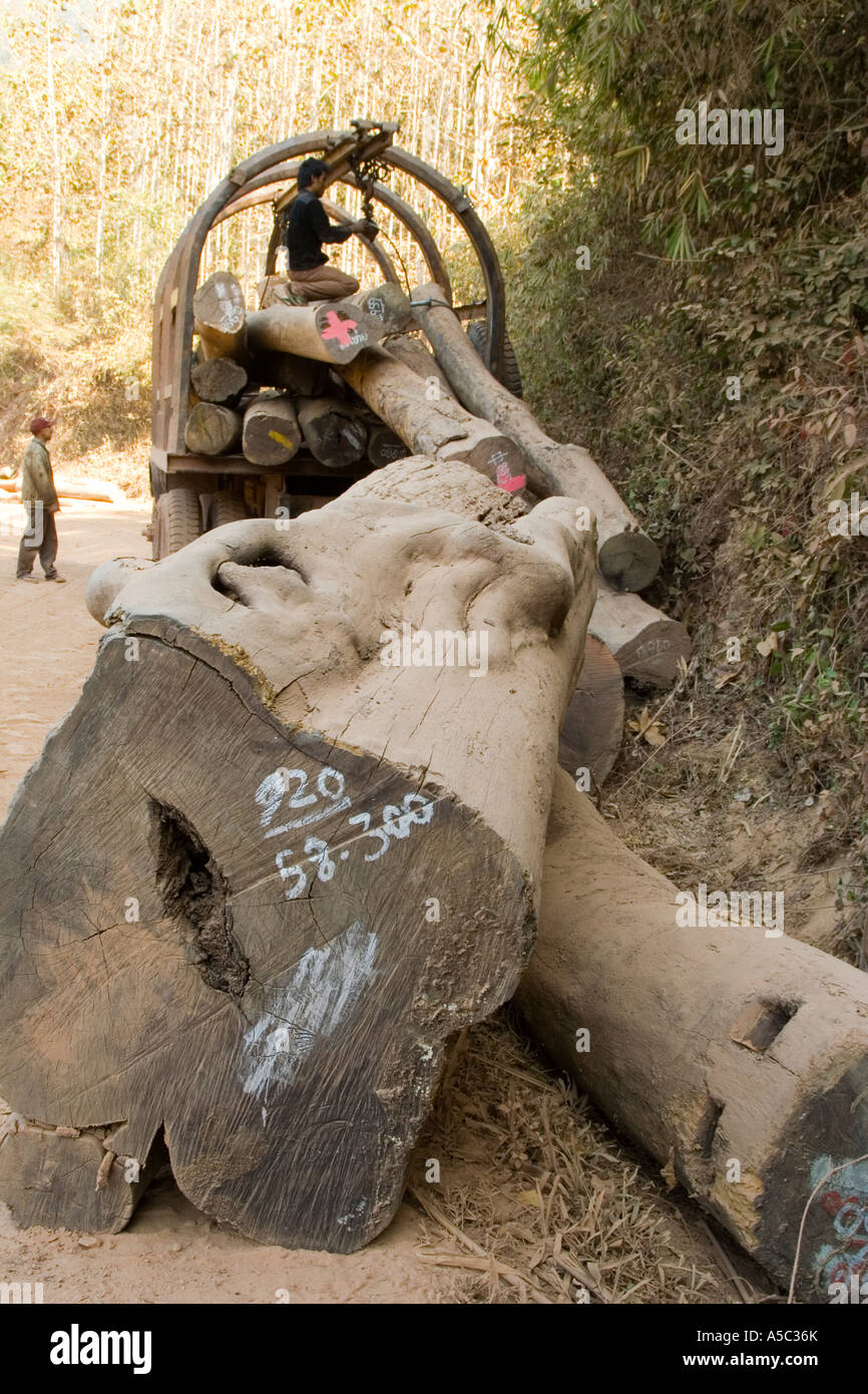 Logging truck transporting tree logs hi-res stock photography and ...