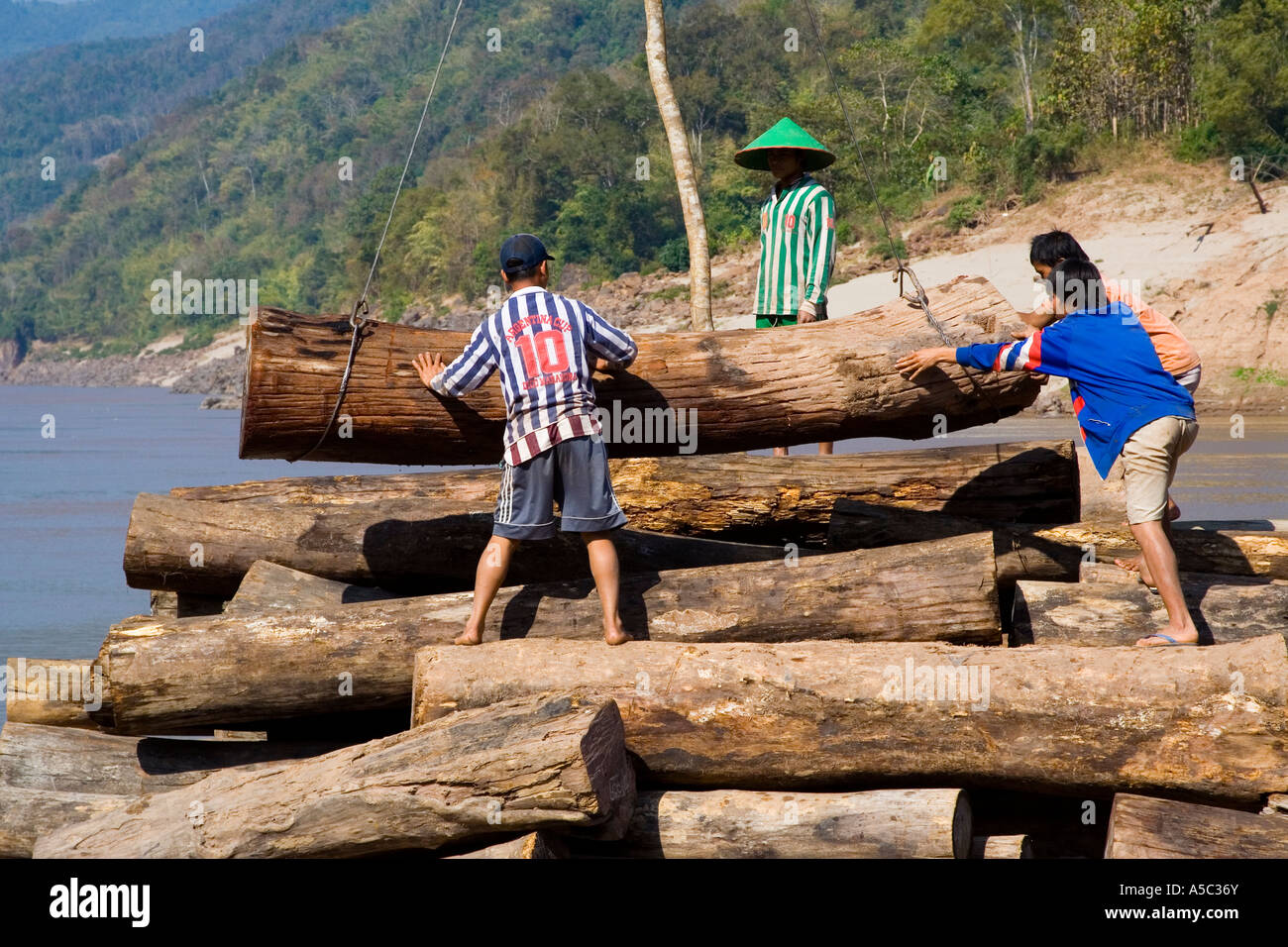 Loading Logs onto a Barge Tha Suang Laos Stock Photo - Alamy