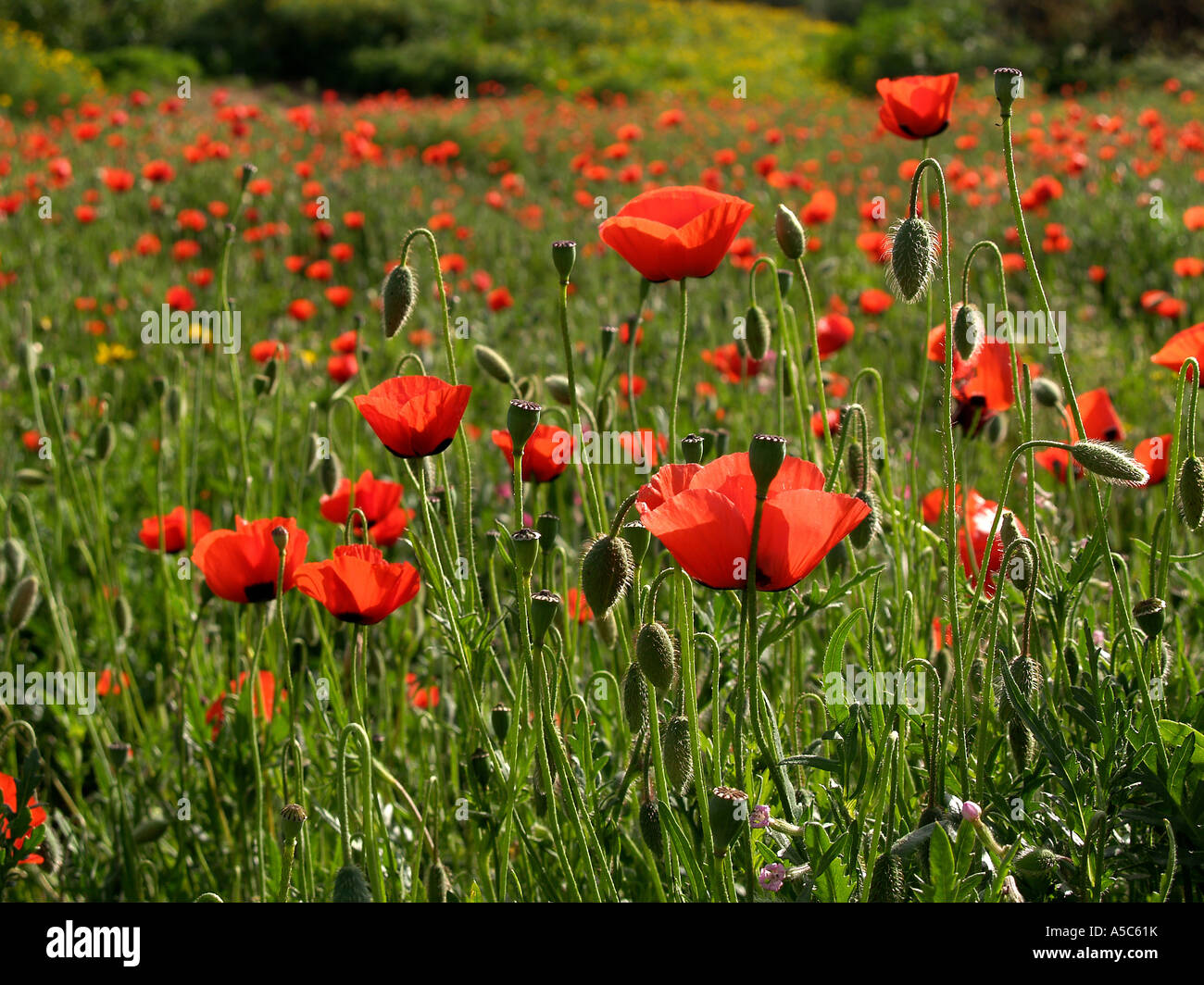 red poppies flower and seed pods Israel Stock Photo - Alamy