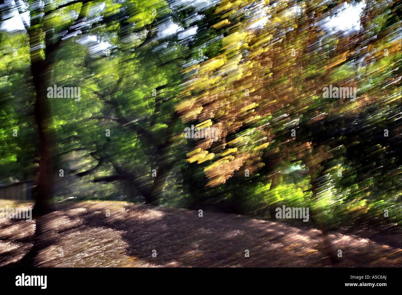 Multi exposure of a tree in the woods Stock Photo - Alamy