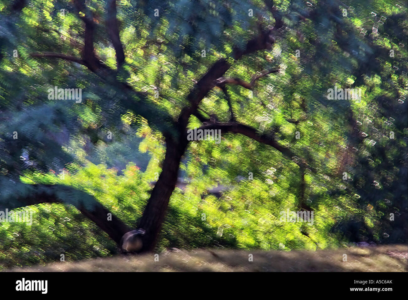 Multi exposure of a tree in the woods Stock Photo - Alamy