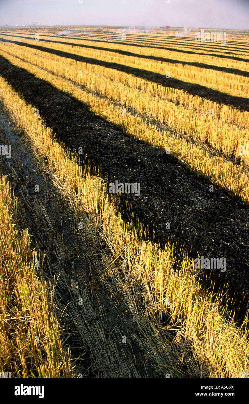Burned rice field Comporta Portugal Stock Photo - Alamy