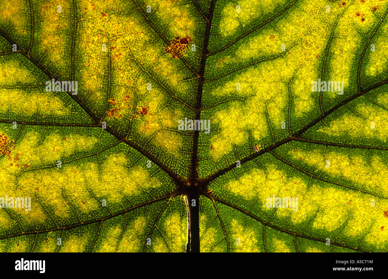 Repeated leaf hi-res stock photography and images - Alamy