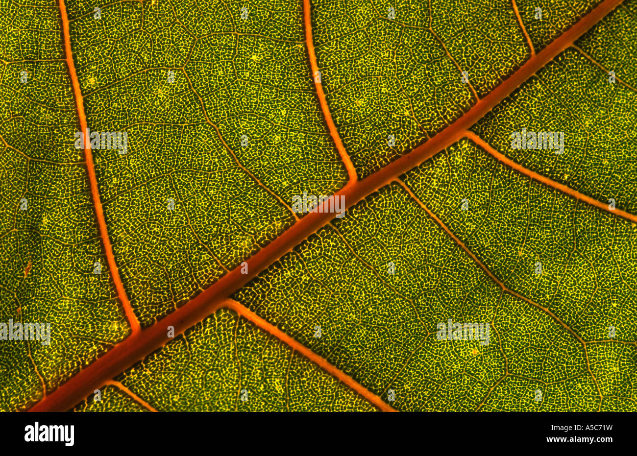 Translucent poplar leaf Stock Photo - Alamy