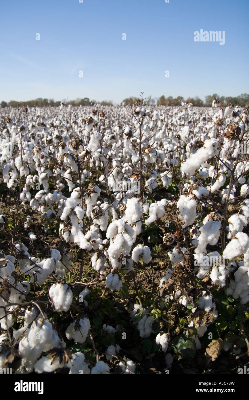 Cotton Farming United States High Resolution Stock Photography and ...