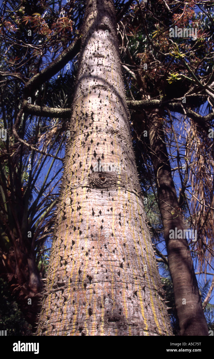 Surface ceiba speciosa chorisia hi-res stock photography and images - Alamy