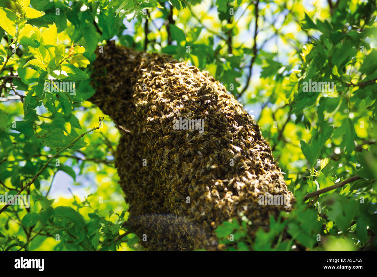 Bee nest tree animal nest hi-res stock photography and images - Alamy