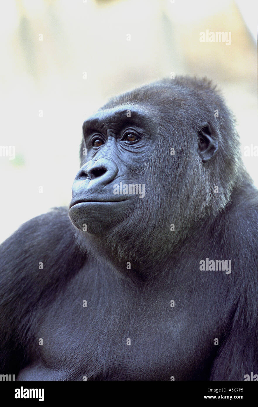 Gorilla, animal portrait Stock Photo - Alamy
