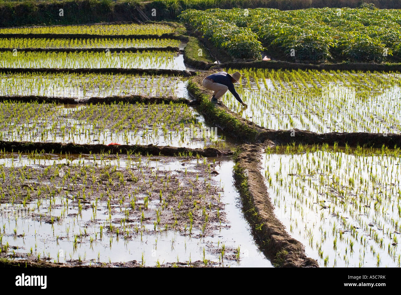 Chinese Farmer Checking Growing Pogress Jinghong China Stock Photo - Alamy