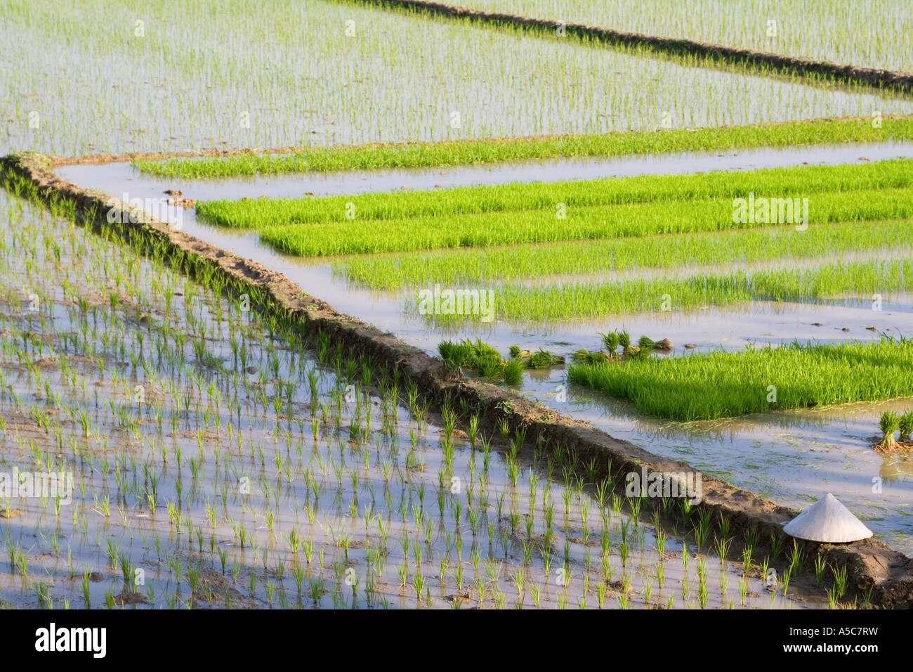 Traditional Hat and Freshly Planted Rice Field Jinghong China Stock ...