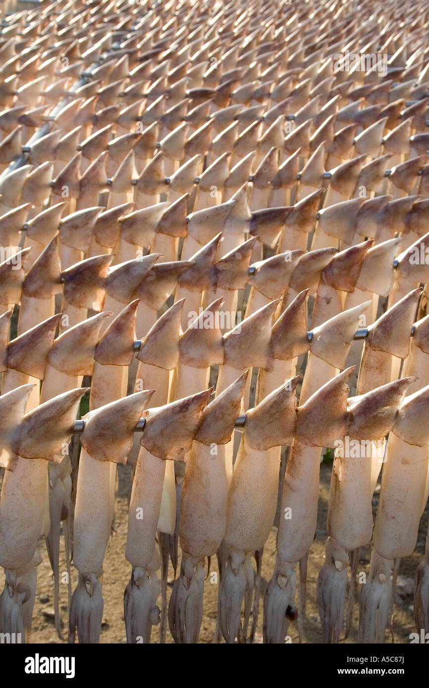 Cuttlefish Hung on Racks to Dry Sokcho South Korea Stock Photo - Alamy