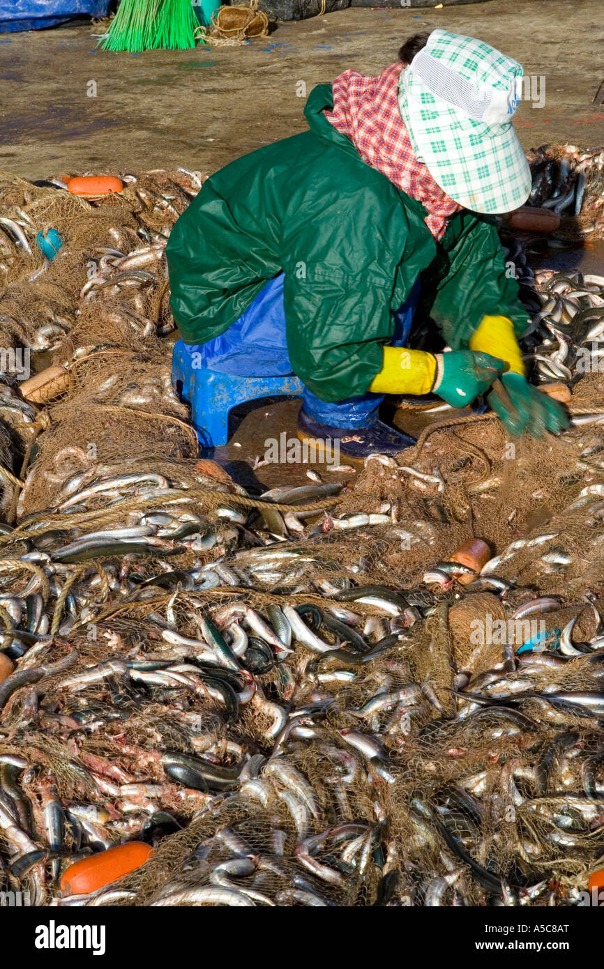 Women Pull Fish from Nets Sokcho South Korea Stock Photo - Alamy