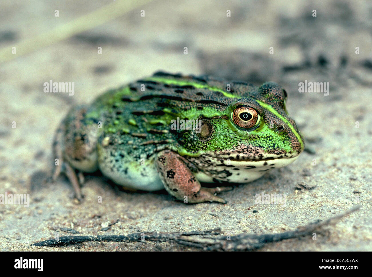 External fertilization hi-res stock photography and images - Alamy