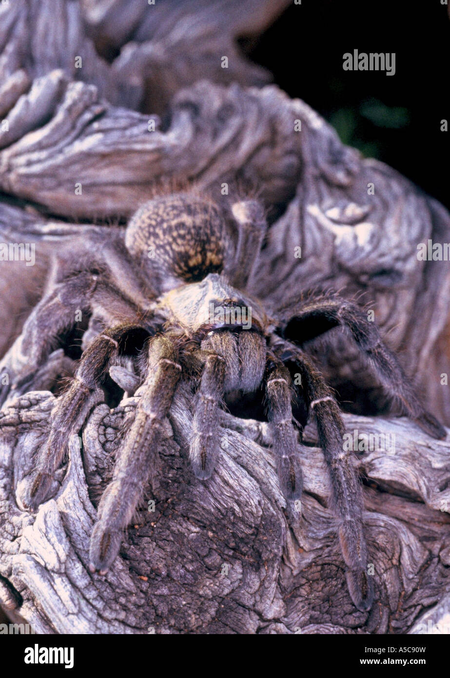 Tarantula coxa hi-res stock photography and images - Alamy