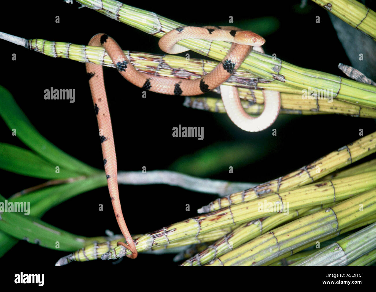 Eastern Tiger Snake Telscopus semiannulatus Stock Photo - Alamy