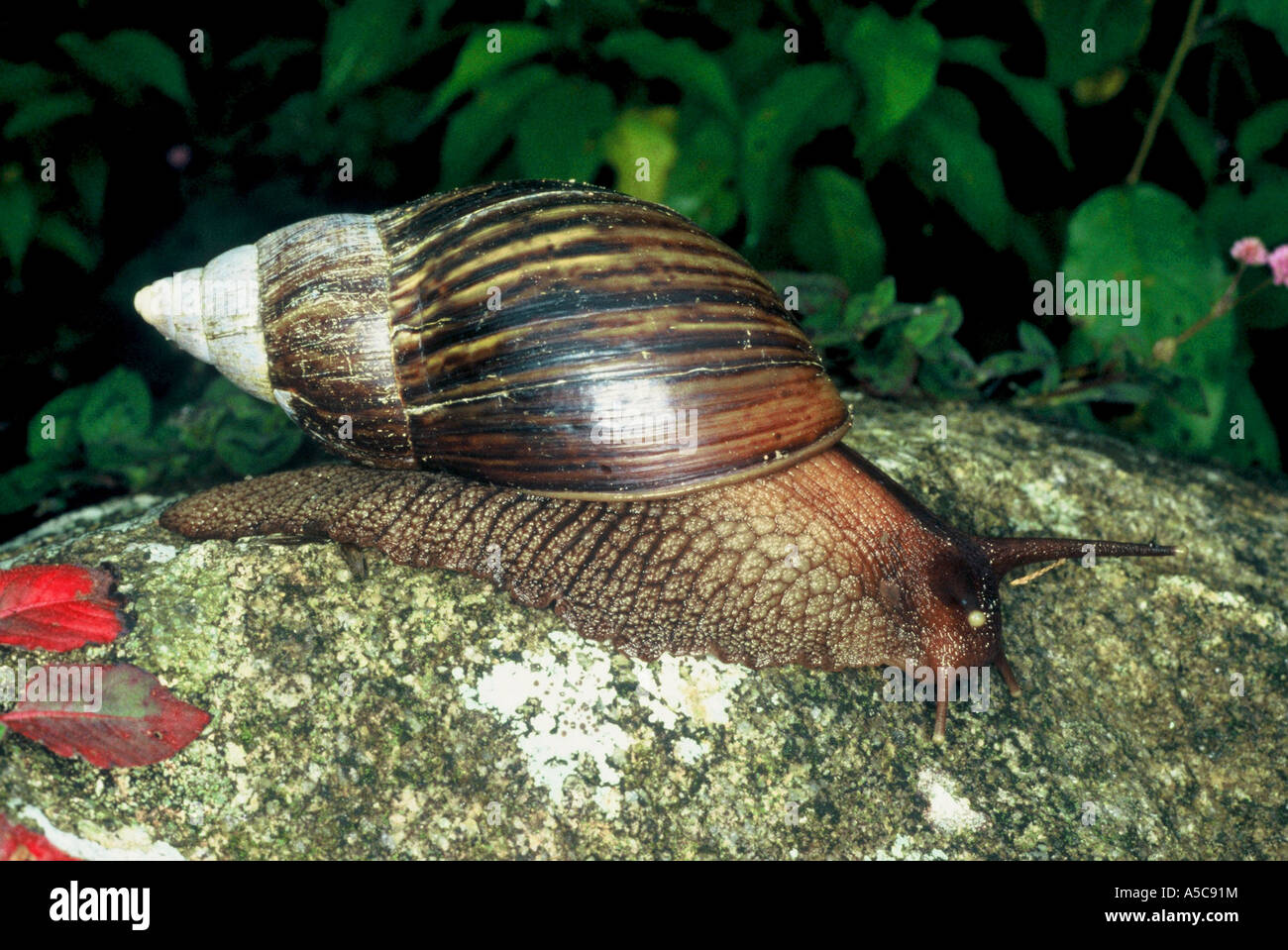 Terrestrial snail sucker hi-res stock photography and images - Alamy