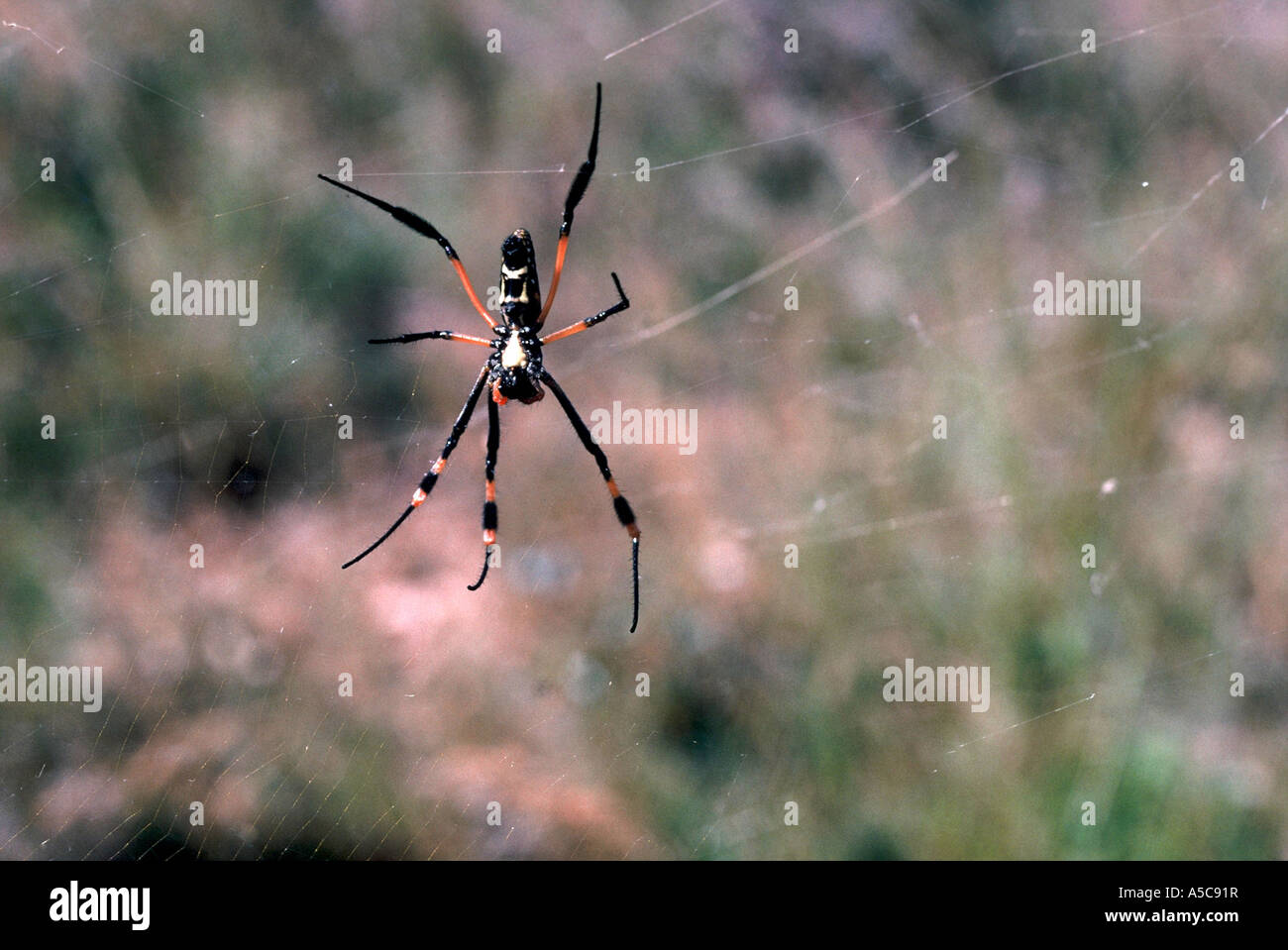 female Golden Orb-web Spider Nephilia senegalensis Stock Photo - Alamy