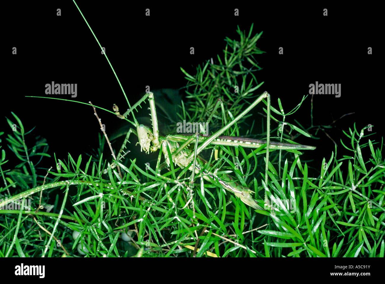 Longhorned Grasshopper High Resolution Stock Photography and Images - Alamy