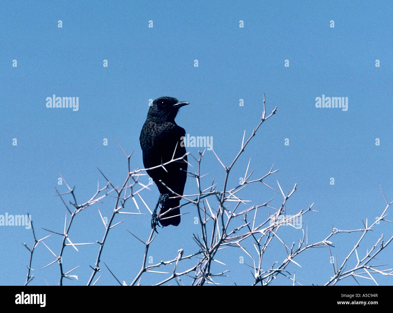 Southern or Ant Eating Chat, Myrmecocichala formicivora Stock Photo - Alamy