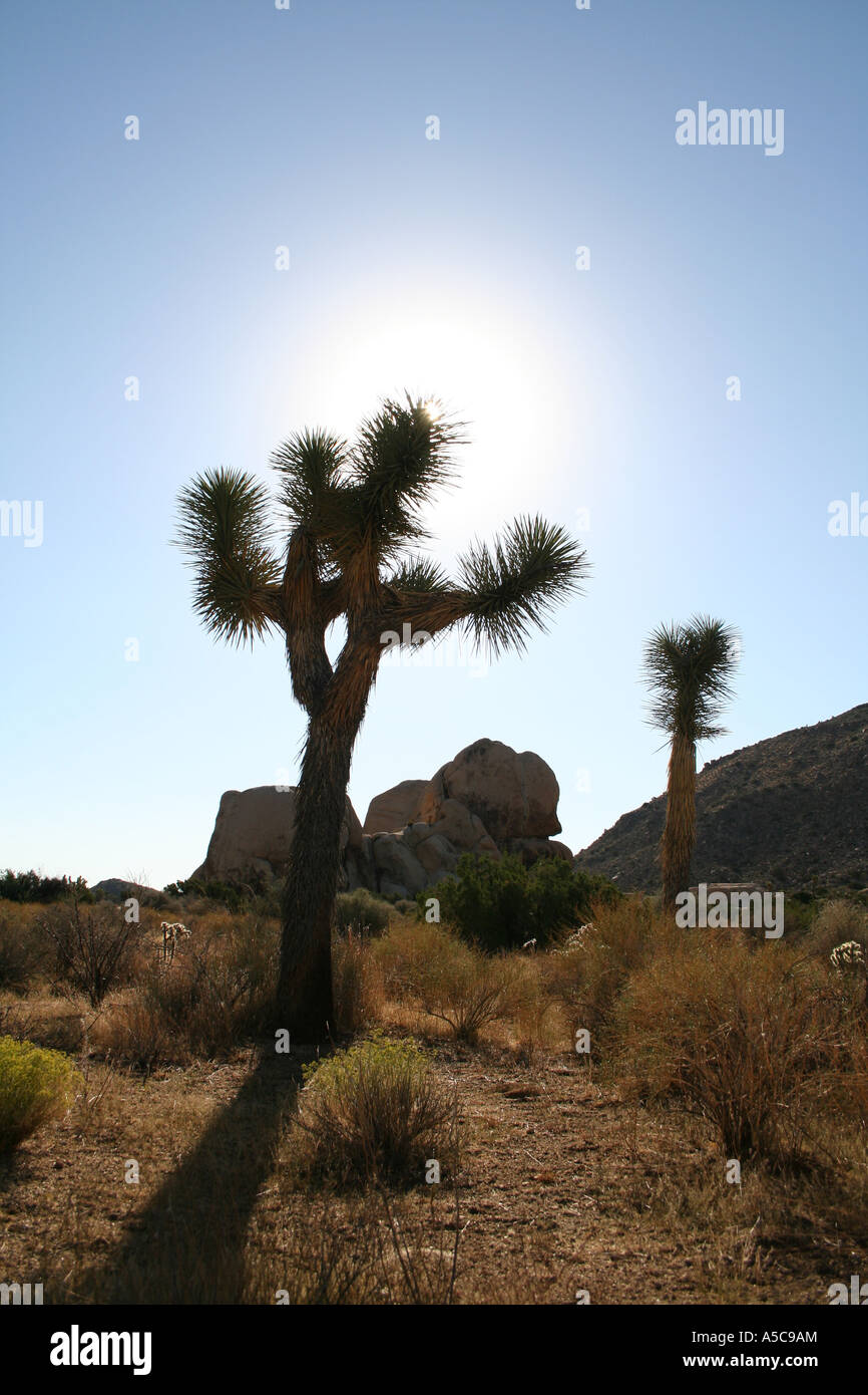 Josha Tree at The Josha Tree National Park Stock Photo - Alamy