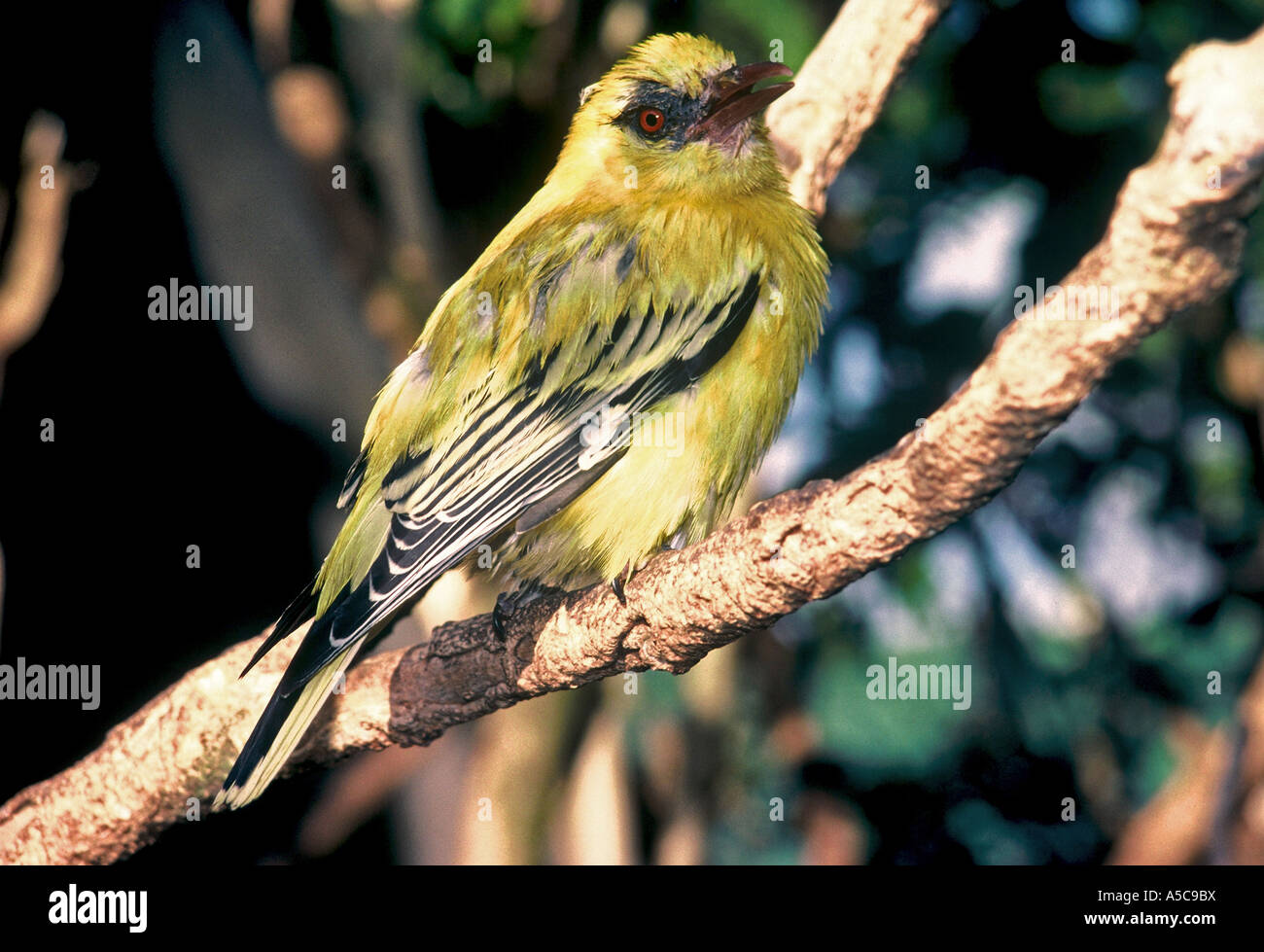 African Golden Oriole, Oriolus auratus Stock Photo - Alamy